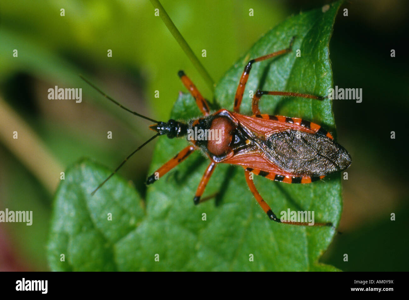 Red shield bug, Rhinozoris iracundus Stock Photo - Alamy