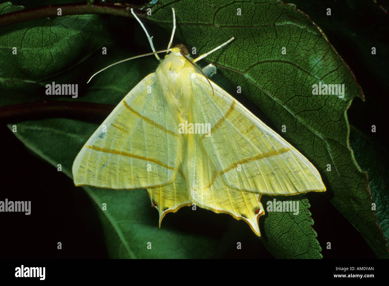 Swallow-tailed moth [Ourapteryx sambucaria] Stock Photo - Alamy
