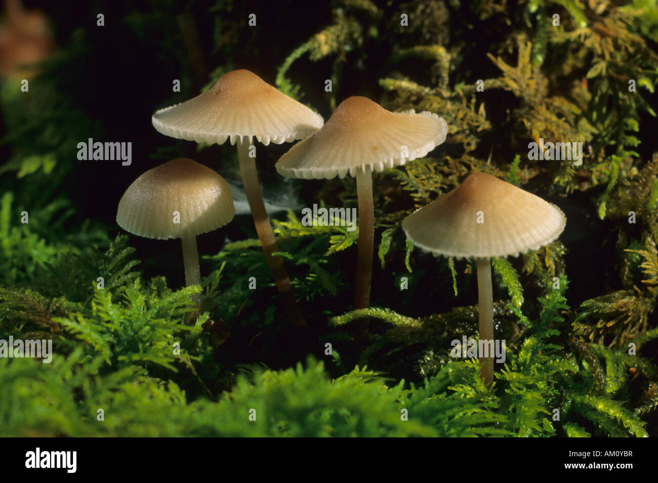 Mycena inclinata hi-res stock photography and images - Alamy