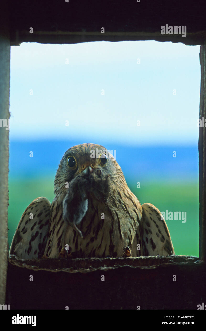 Hawk nesting box hi-res stock photography and images - Alamy