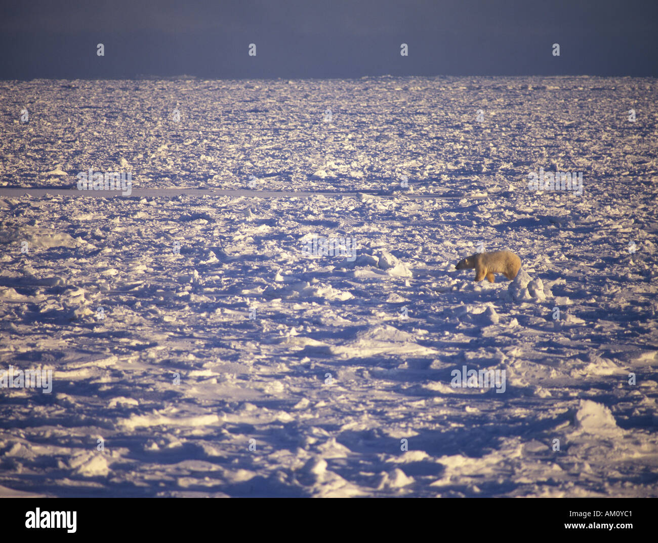 Polar Bear crossing sea ice, Snow cape and frozen sea. Wapusk National ...