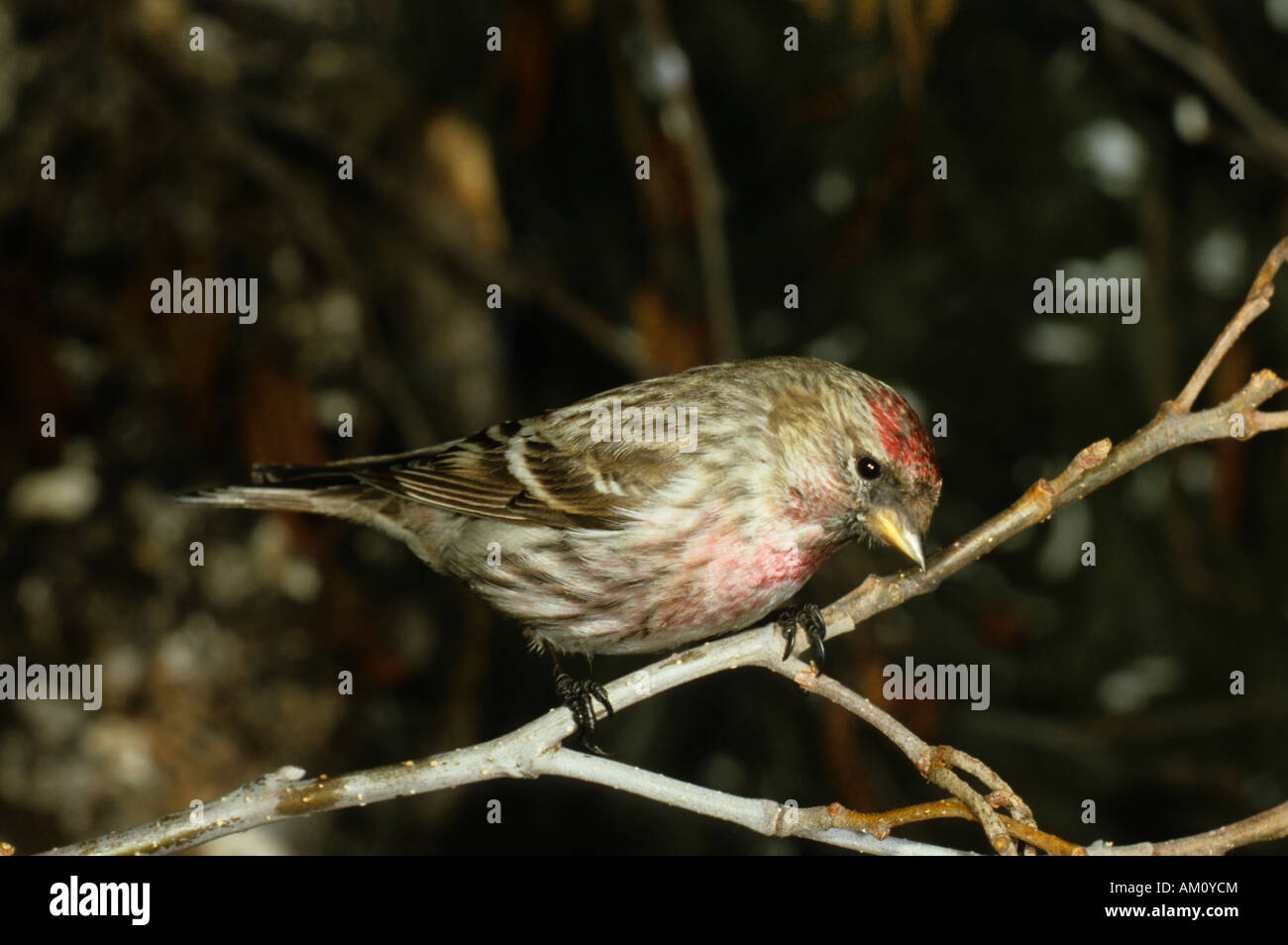 (common) redpoll [Carduelis flammea] Stock Photo - Alamy