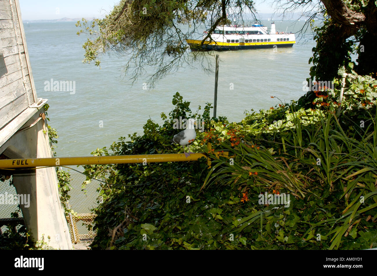 Western gull with Alcatraz island ferry in background Stock Photo - Alamy
