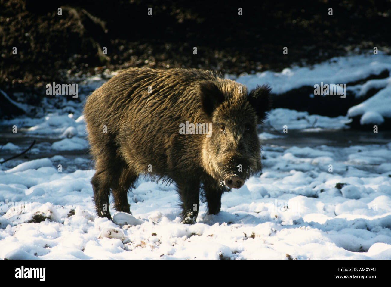 Wild boar sus hi-res stock photography and images - Alamy