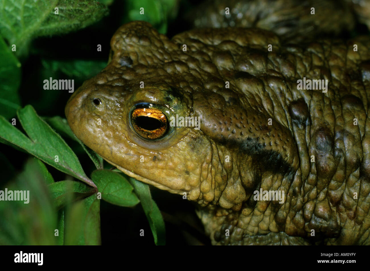 Common Toad, Bufo bufo Stock Photo - Alamy