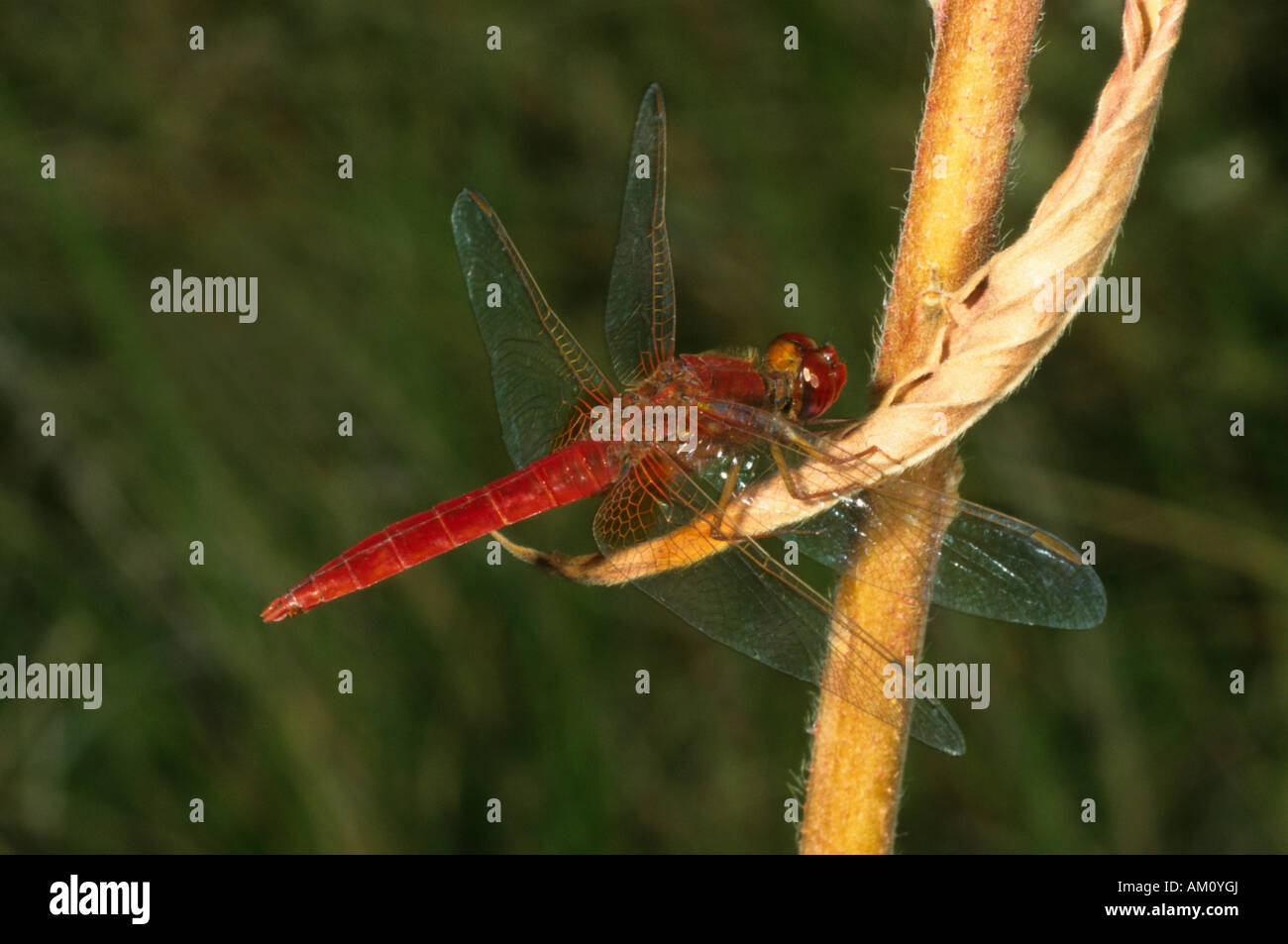 Scarlet Dragonfly, Crocothemis erythraea Stock Photo - Alamy
