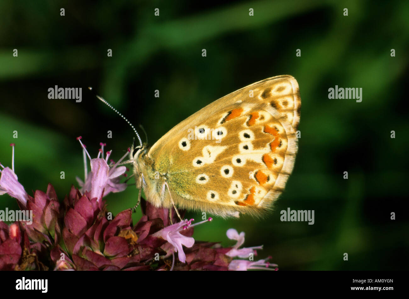 Chalkhill Blue, Lysandra coridon, female Stock Photo - Alamy