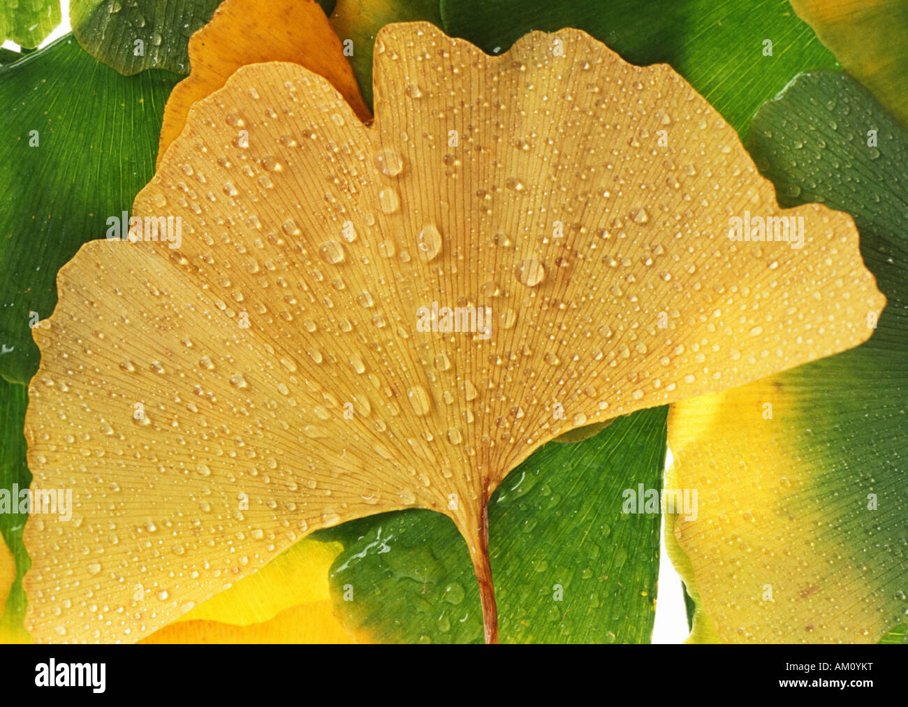 Gingkoblatt hi-res stock photography and images - Alamy