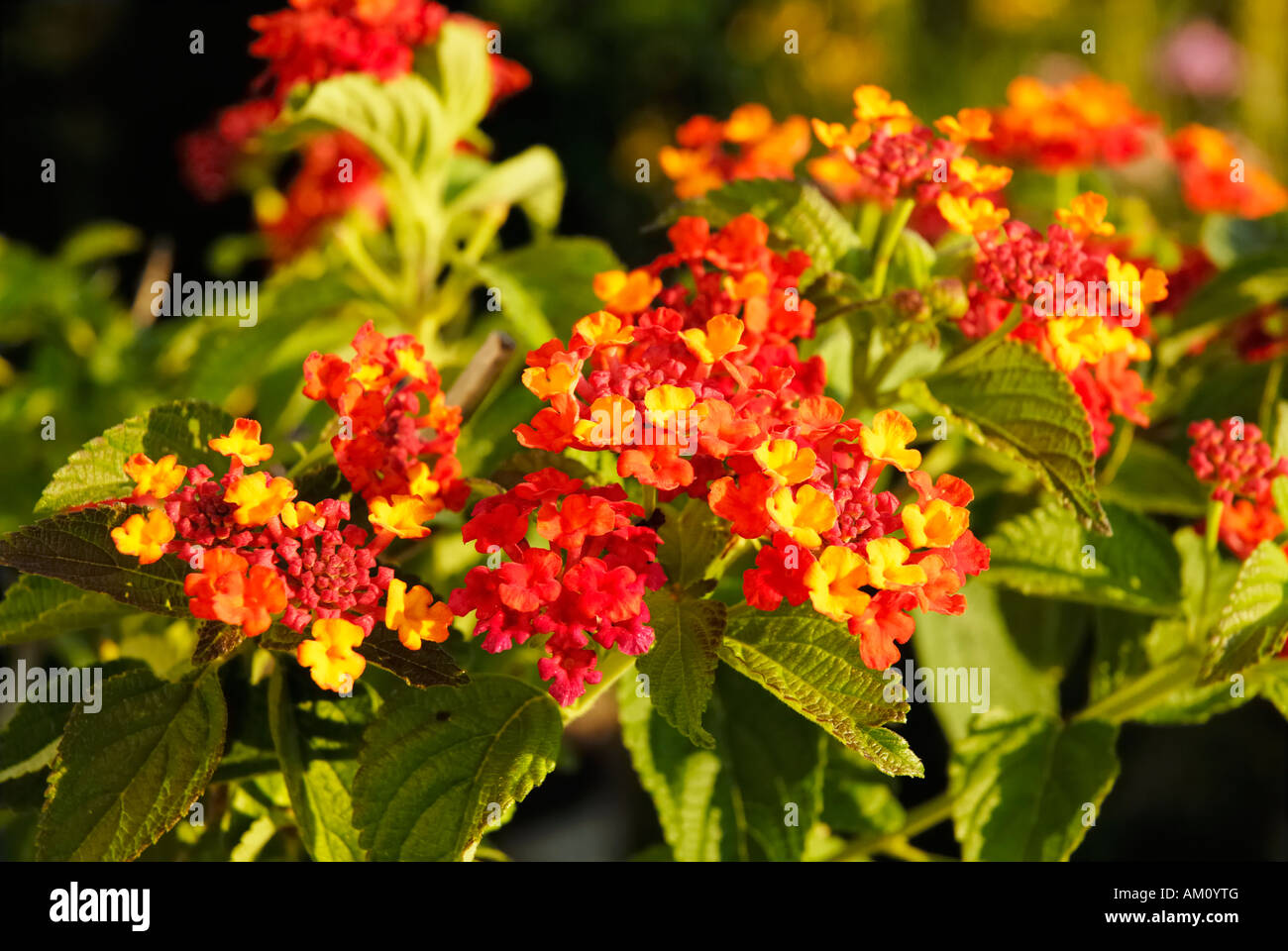 Tropical lantana plant with splenid flowers, Lantna amata, Verbenaceae ...