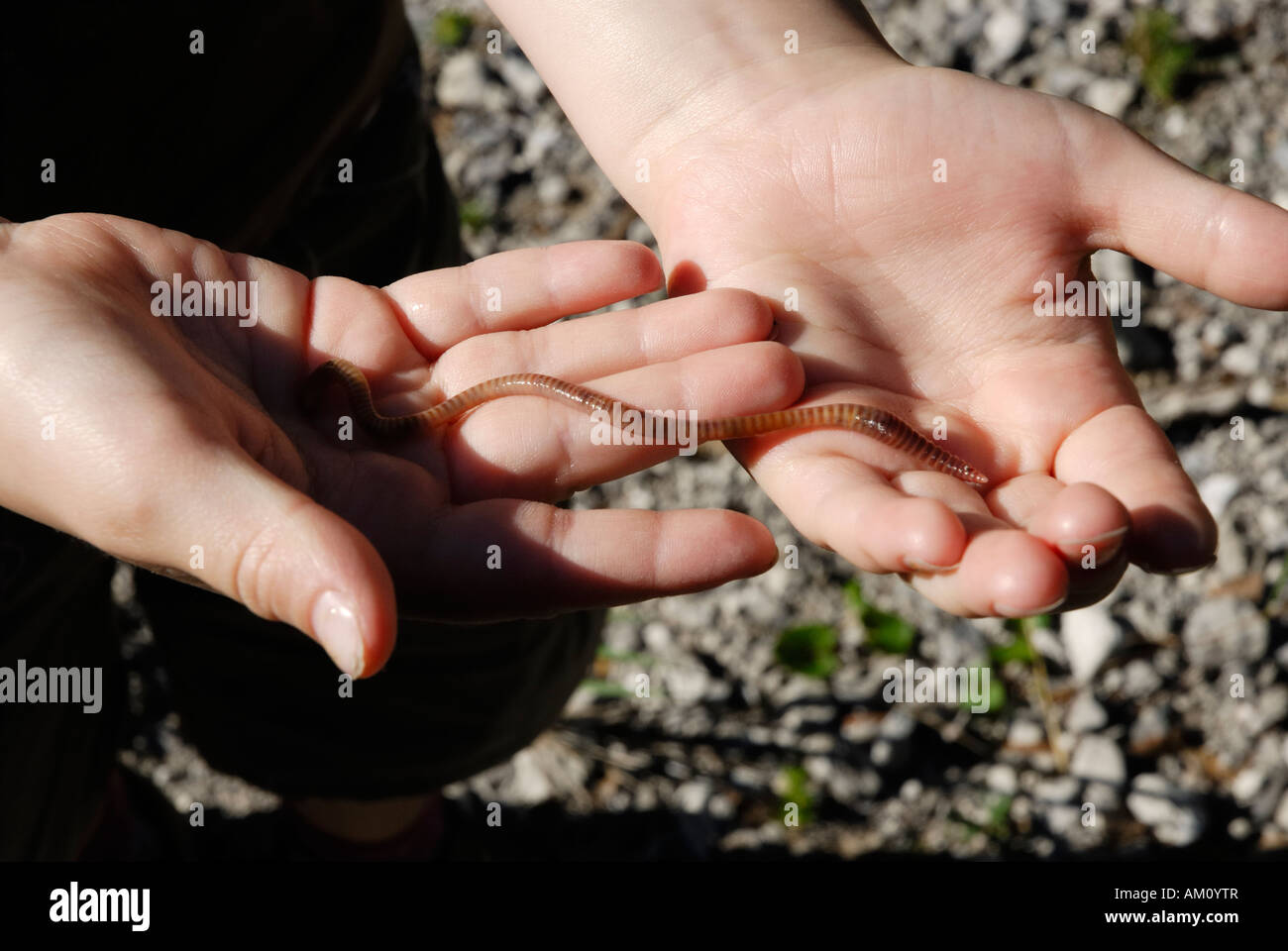 Child displays worm gliding across his hands Stock Photo - Alamy