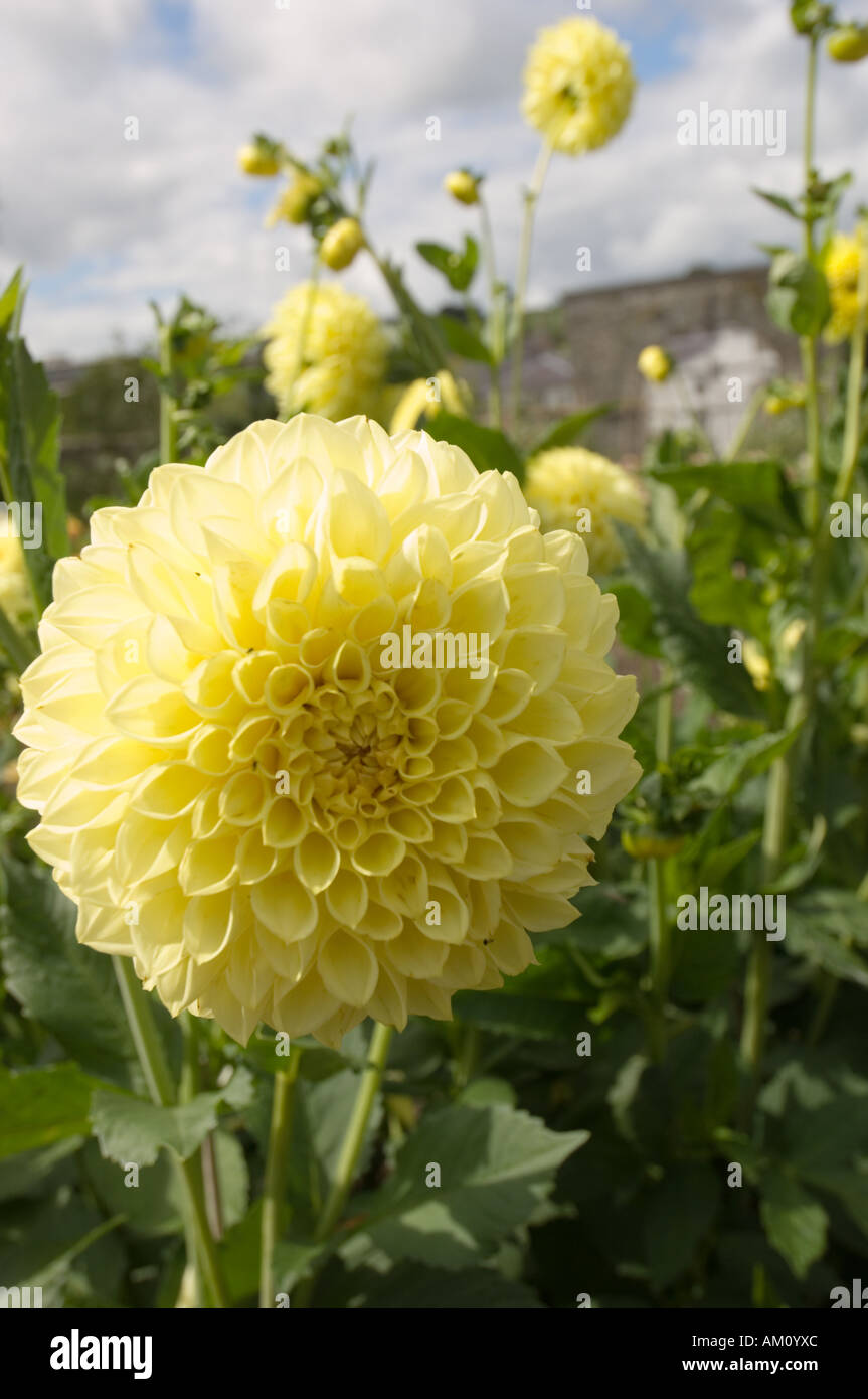 Dahlia Primrose Diane small decorative Botanic Garden of Wales ...