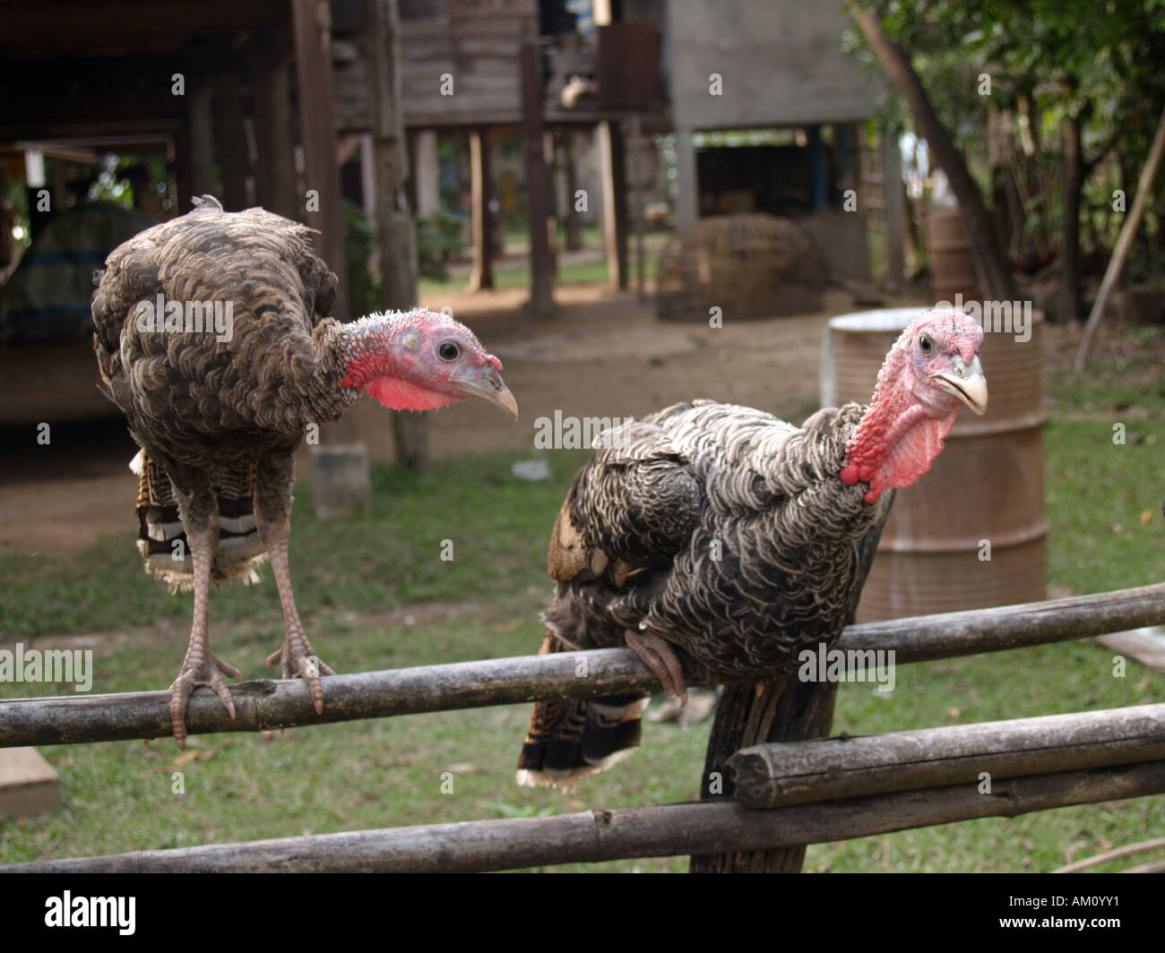 Turkeys on a fence Stock Photo - Alamy