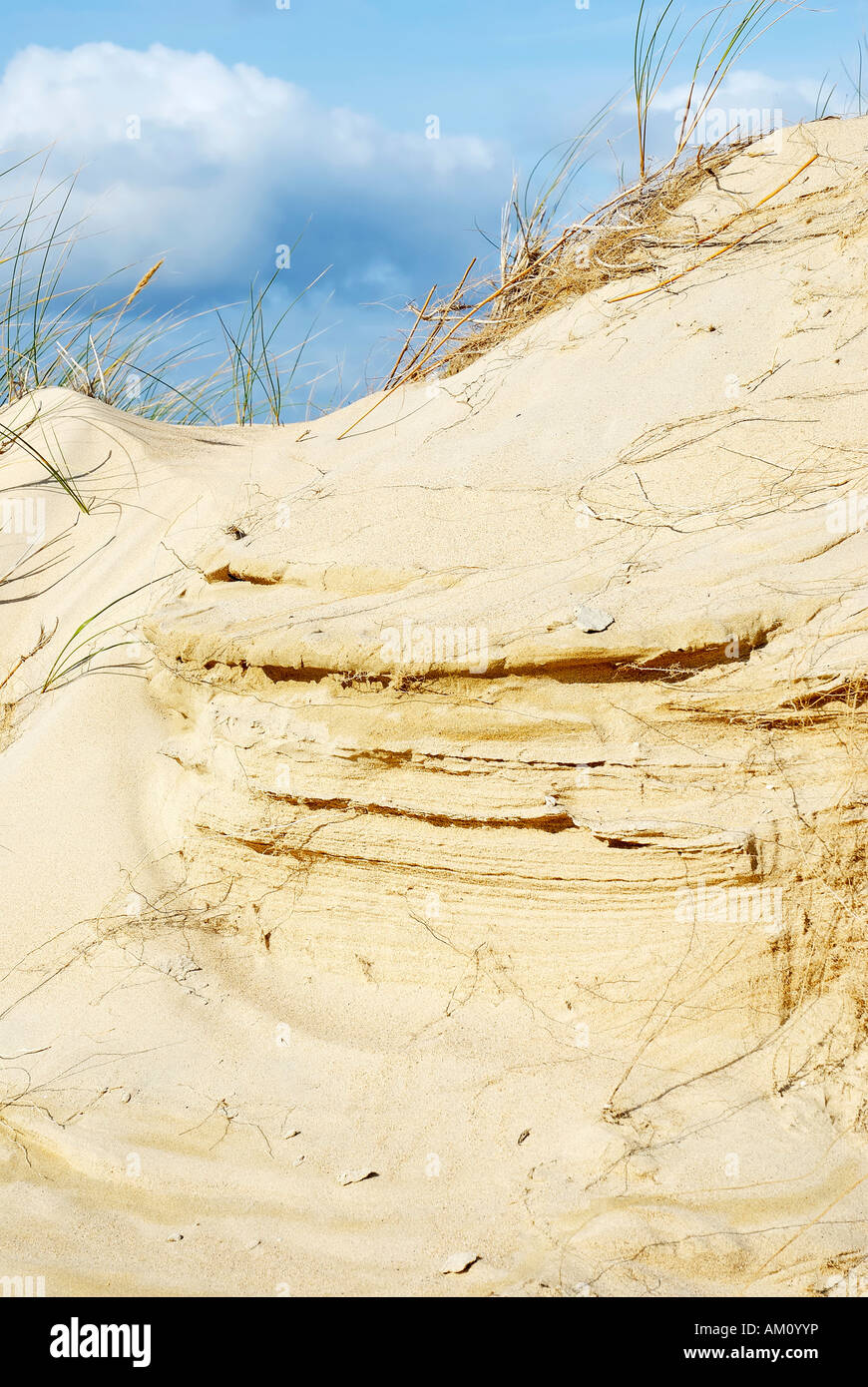 Sand layers compressed by steady wind in sand dune at the Atlanic coast ...