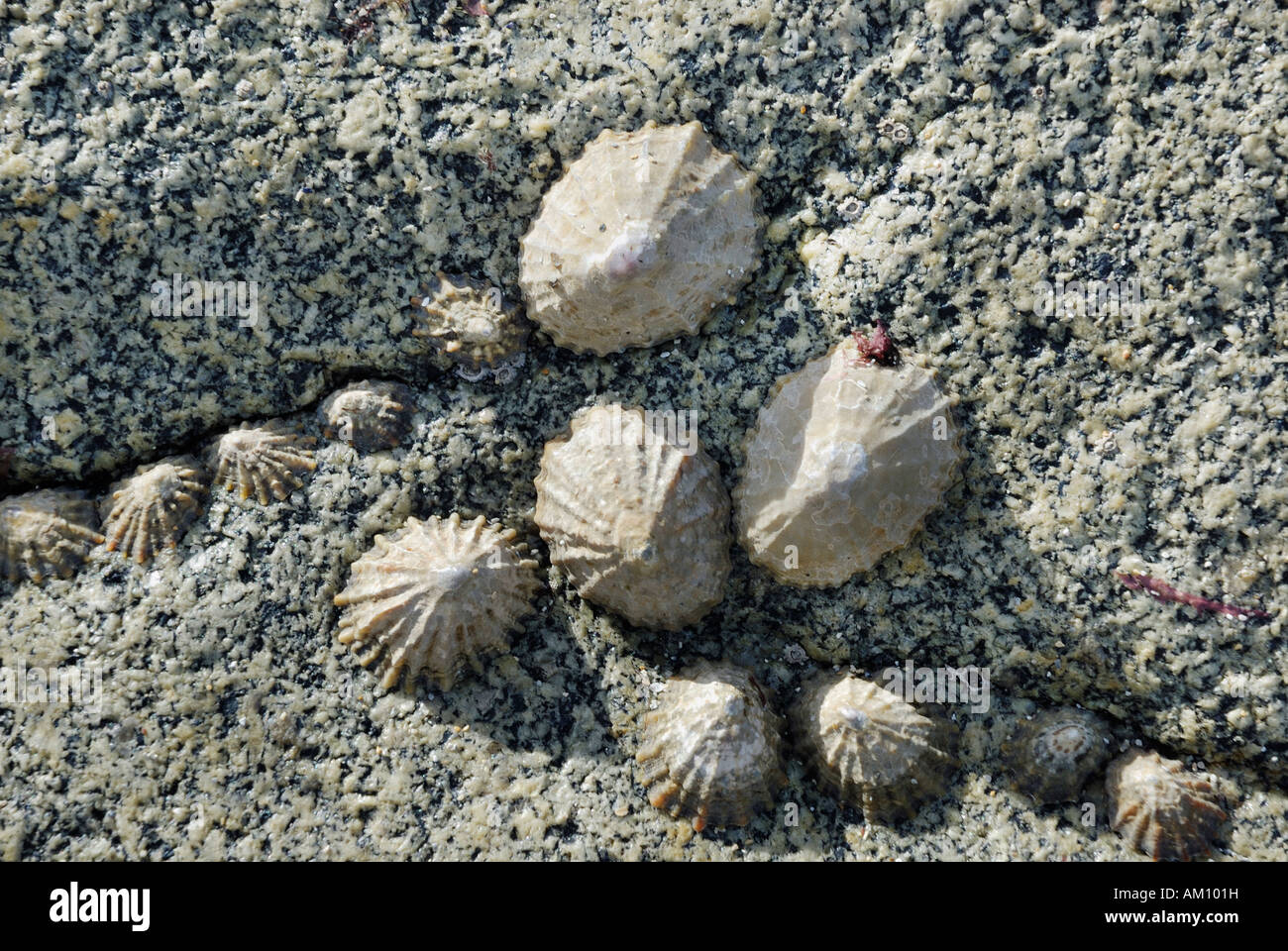 Colony of of shellfish cling to granite rock waiting for high tide to ...