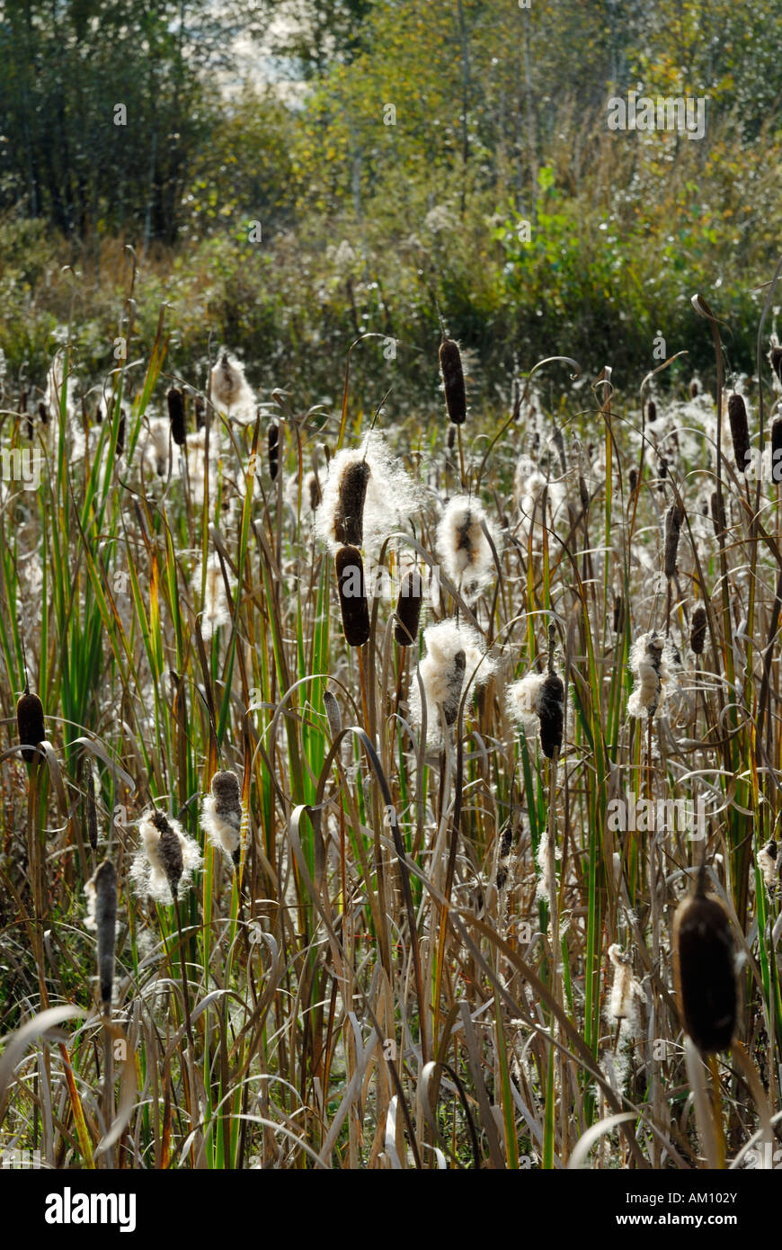 Typha Latifolia L High Resolution Stock Photography and Images - Alamy