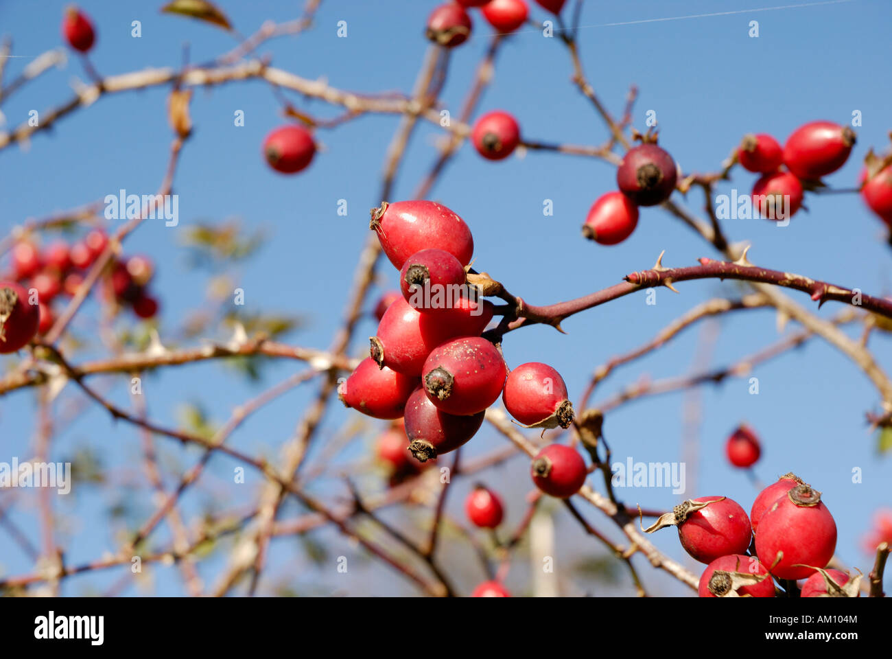 Red coloured fruits hi-res stock photography and images - Alamy