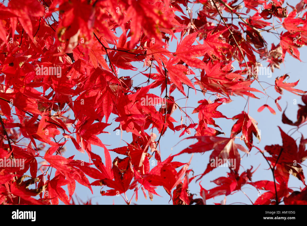 Gorgeous red autumnal leaves of japanese maple, acer palmatum ...