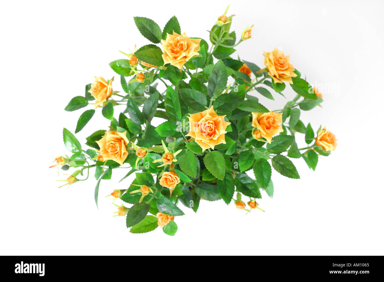 Plastic flower roses hi-res stock photography and images - Alamy