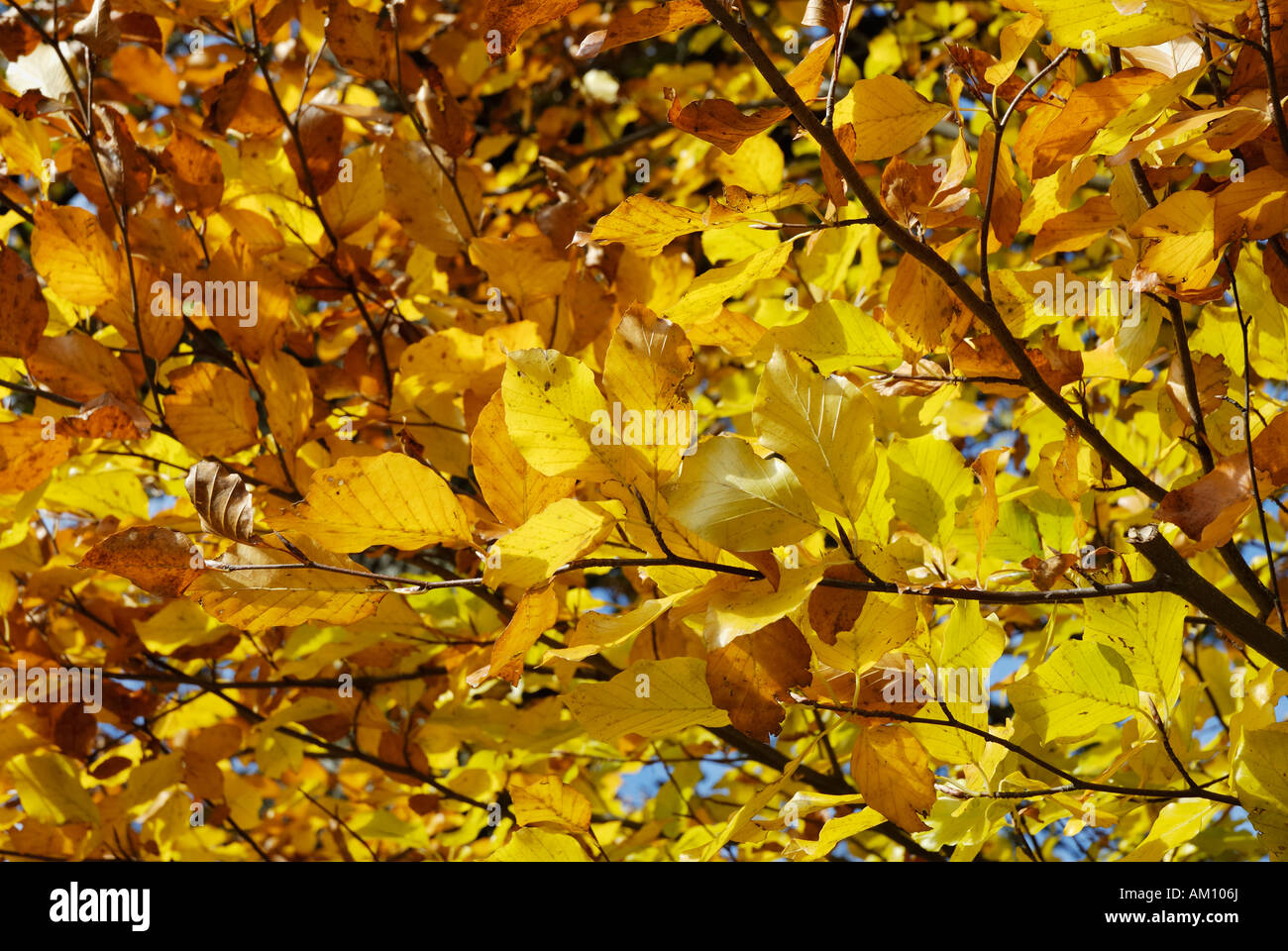 Golden leaves of beech tree, fagus sylvatica L, fagaceae Stock Photo ...