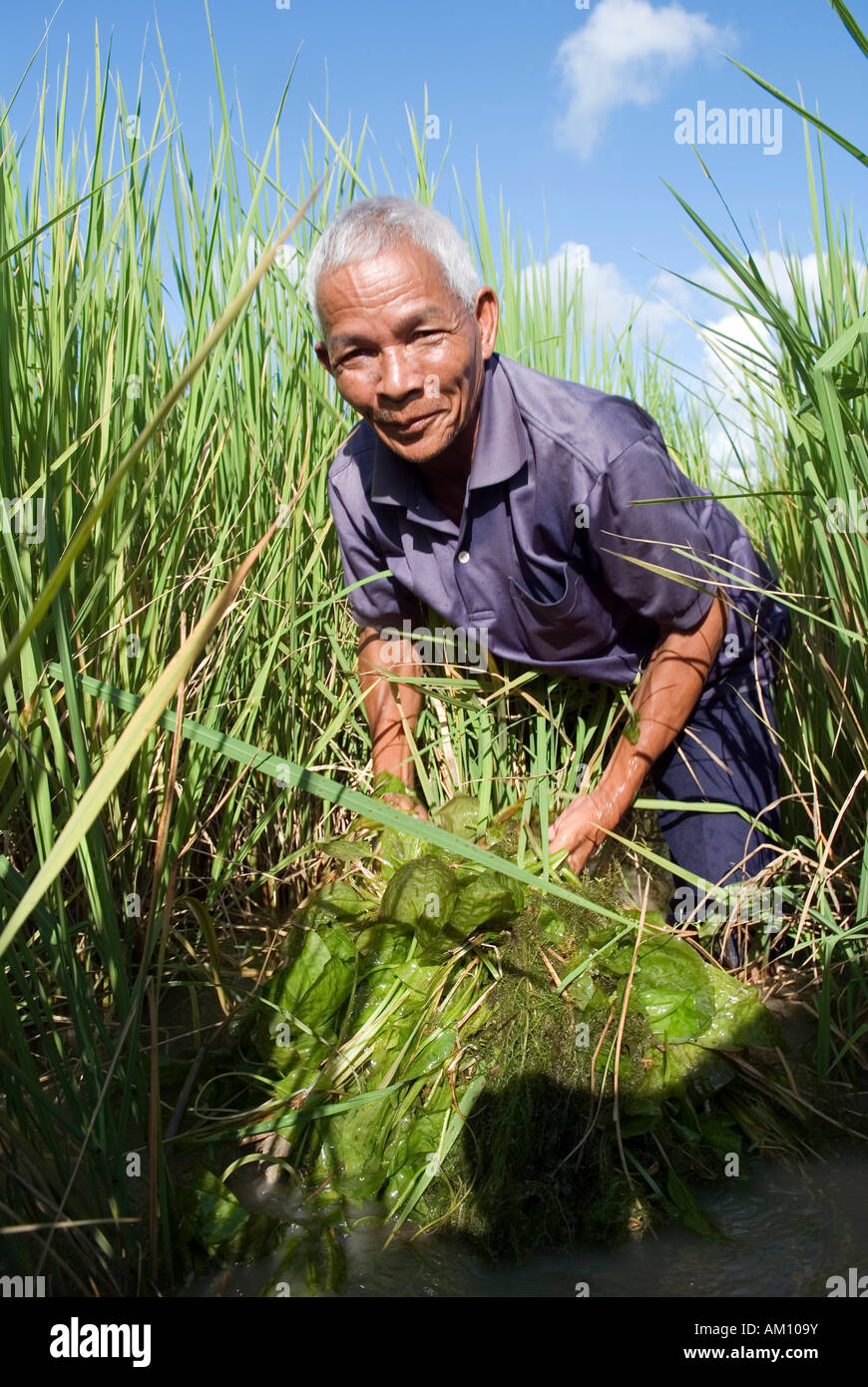 Old man weeding in a rice field, Takeo Province, Cambodia Stock Photo ...