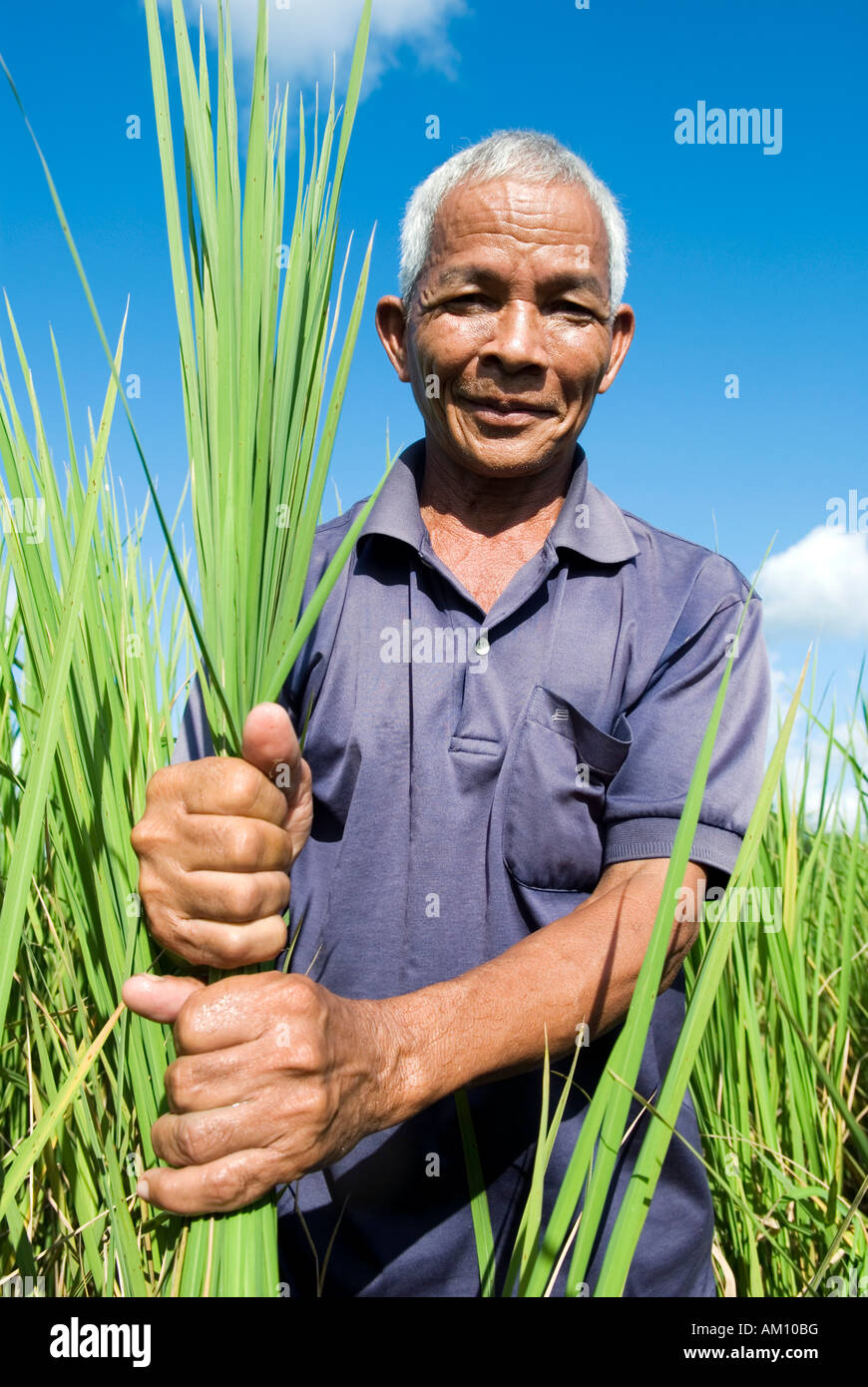 Farmer rice field hi-res stock photography and images - Alamy