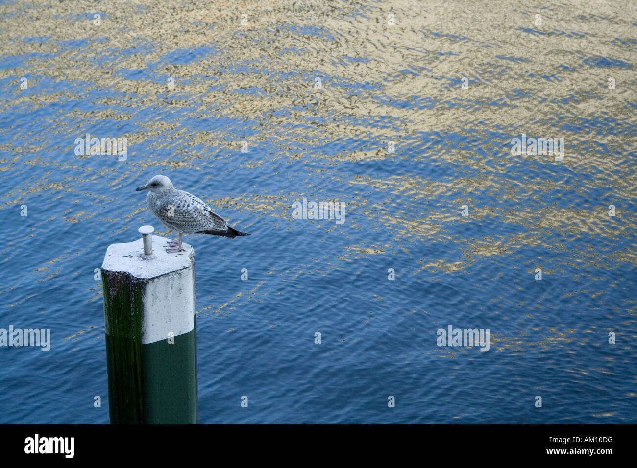 Moewe kleine Alster Hamburg Germany Stock Photo - Alamy
