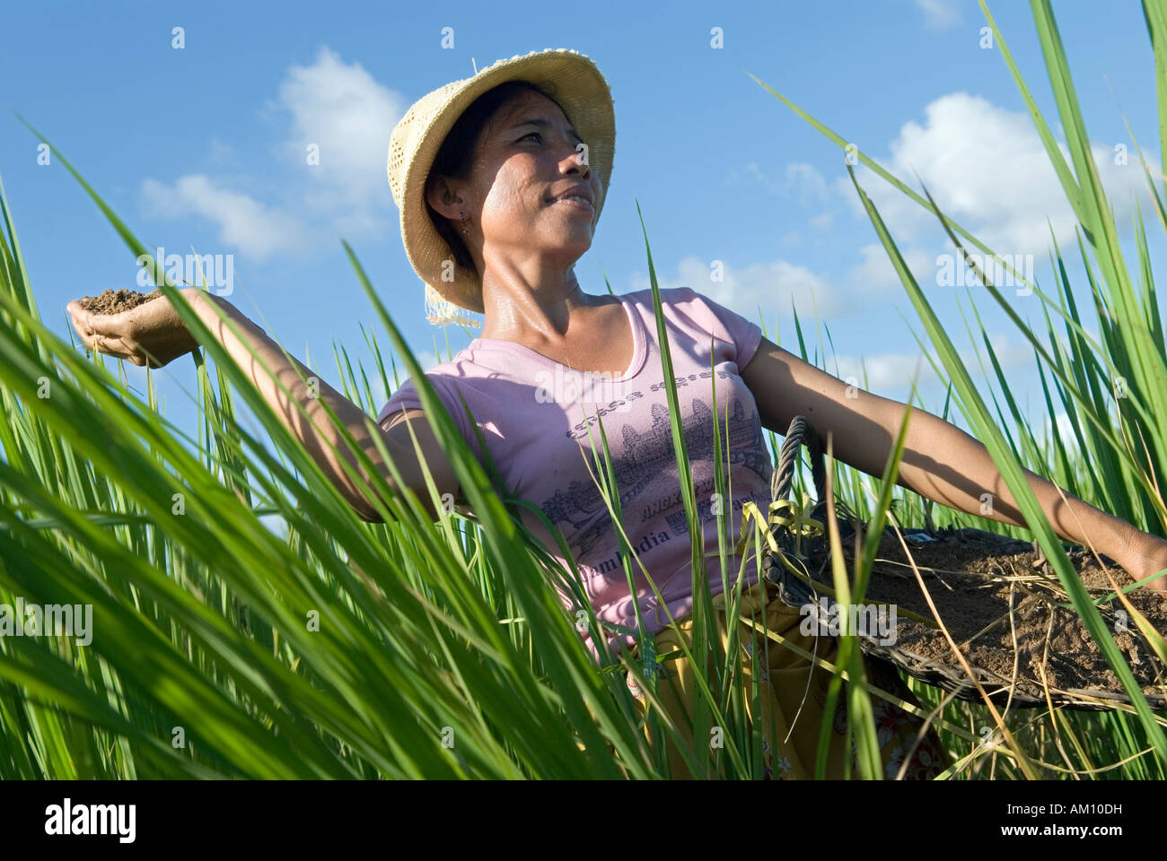 Farmers woman putting natural fertilizer on a rice field, Takeo ...