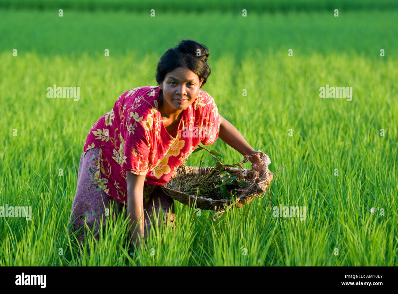 Farmers weeding hi-res stock photography and images - Alamy