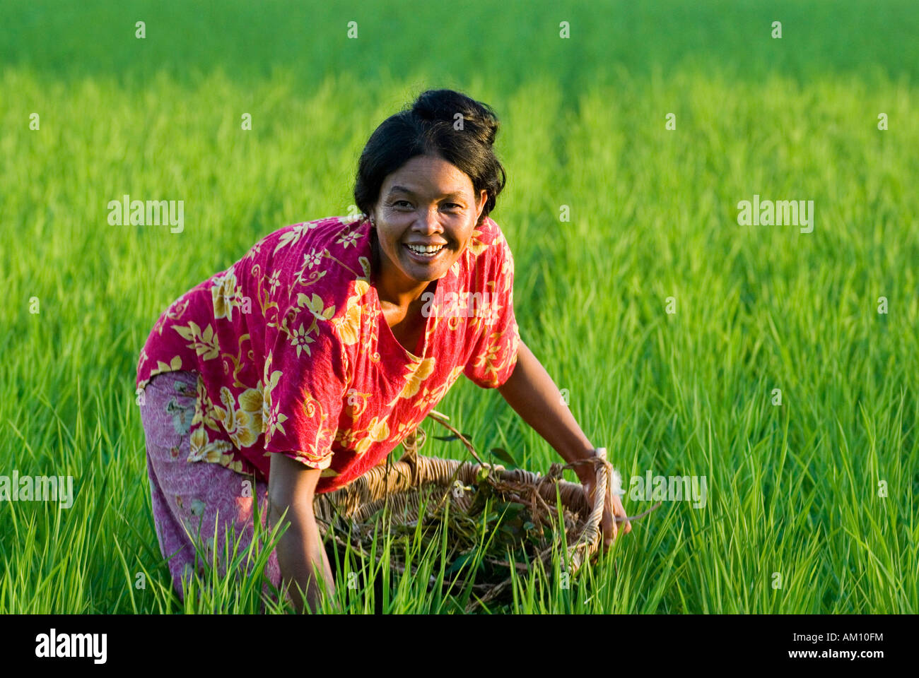 Laughing farmers woman weeding in a rice field, Takeo Province ...