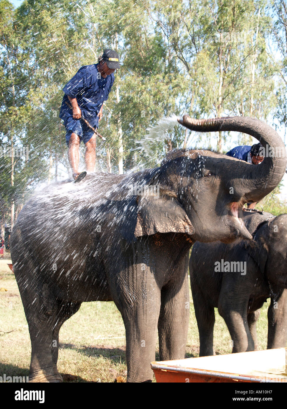 Elephants bath time hi-res stock photography and images - Alamy