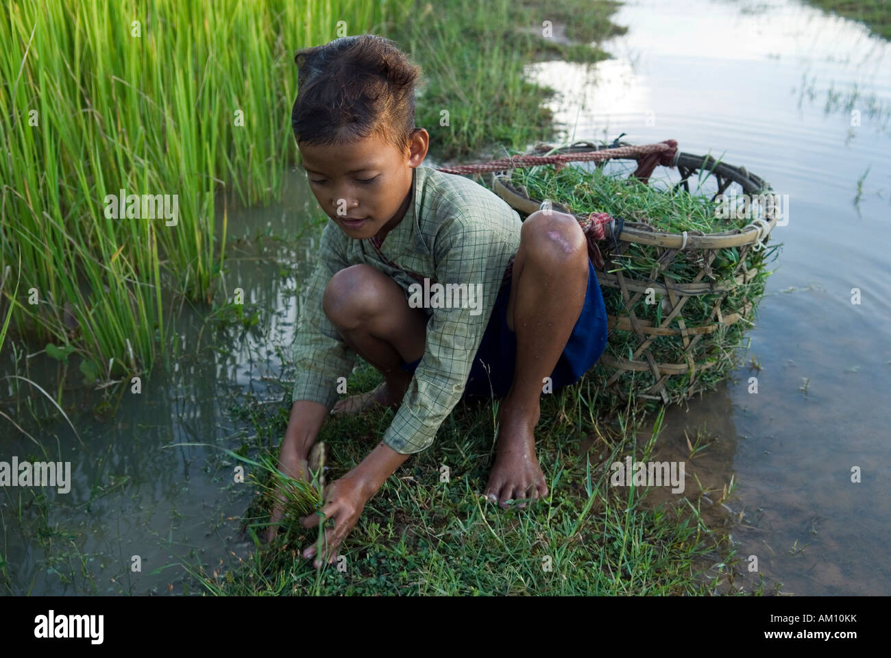Boy collecting animal fodder in flooded rice fields, Takeo Province ...