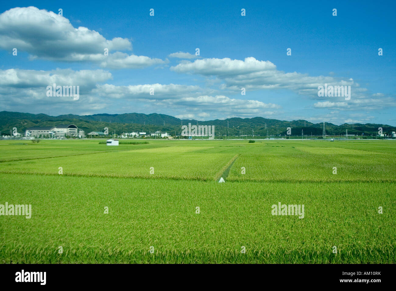 Rice fields near Osaka, Japan Stock Photo - Alamy