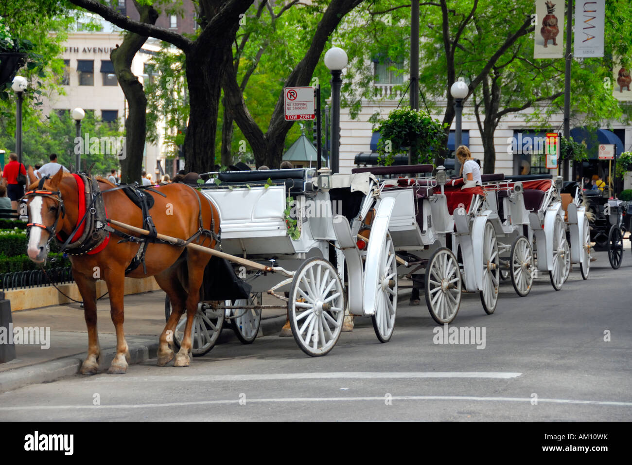 Horse with carriage waiting for new customers at the Water Tower Place ...