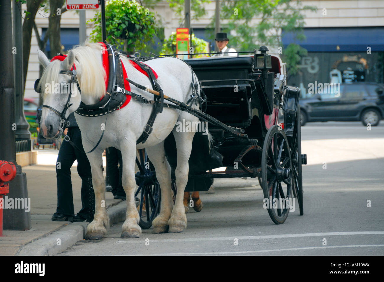 Horse with carriage waiting for new customers at the Water Tower Place ...