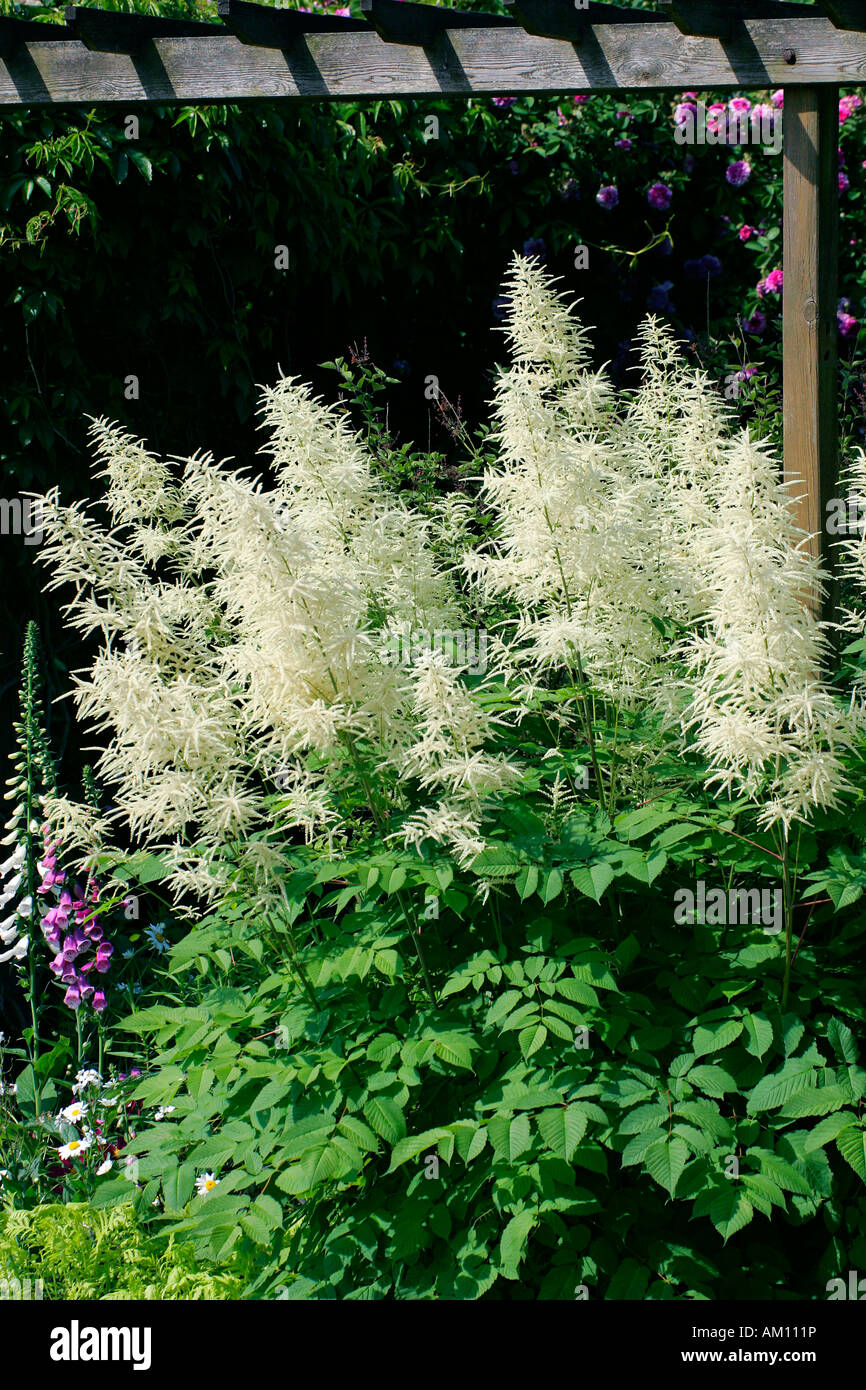 Aruncus sylvestris hi-res stock photography and images - Alamy