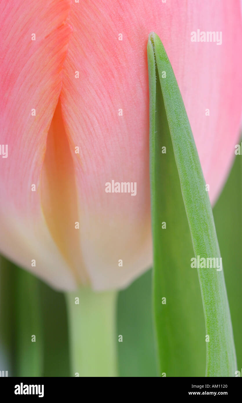 Pink tulip flower close hi-res stock photography and images - Alamy