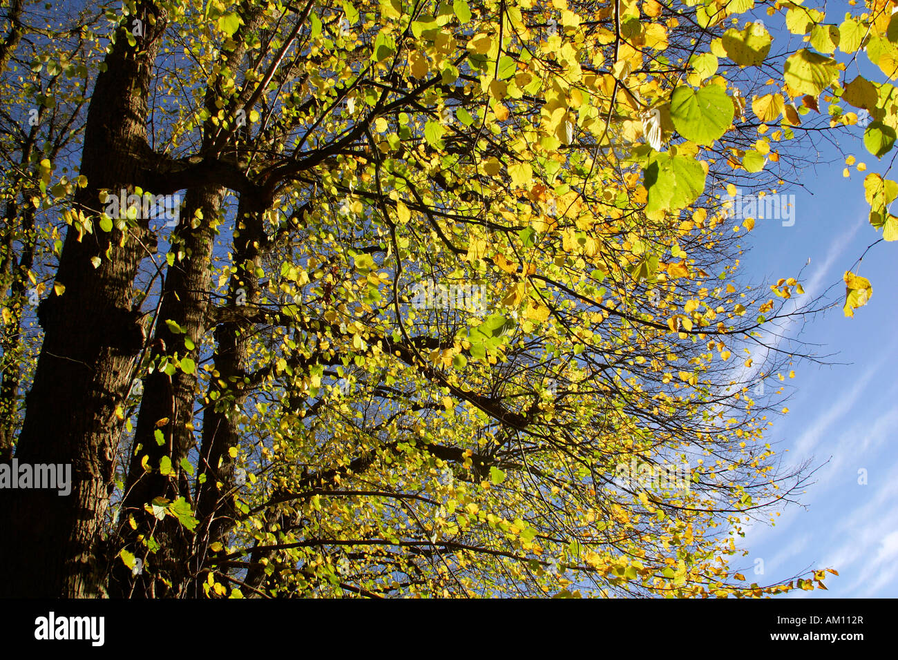 Linden trees - avenue in autumn (Tilia Stock Photo - Alamy