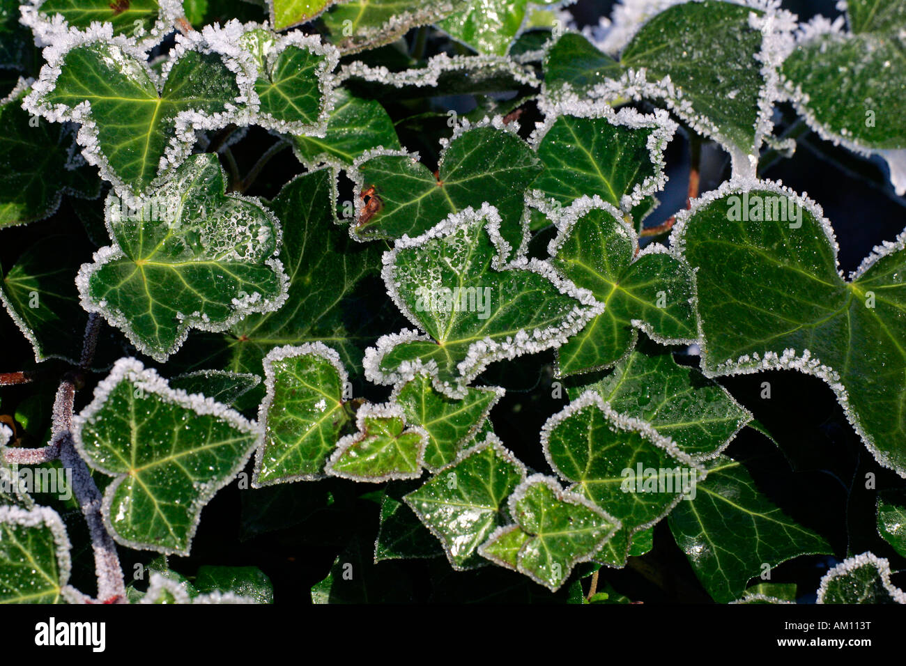 Common ivy - english ivy - ivy - leaves covered with hoarfrost (Hedera ...