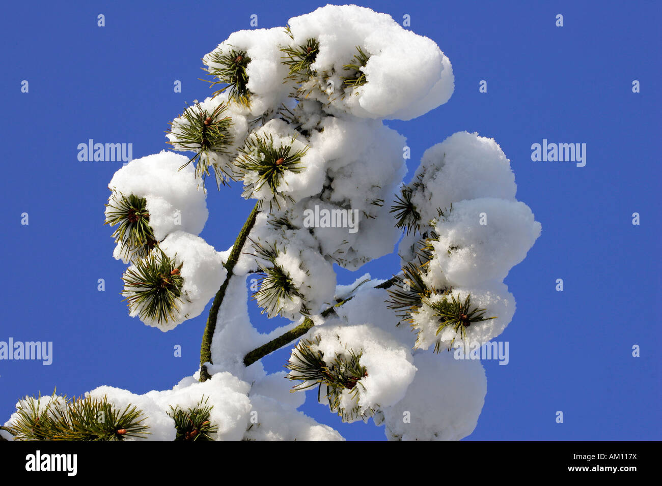 Baumbilder hi-res stock photography and images - Alamy