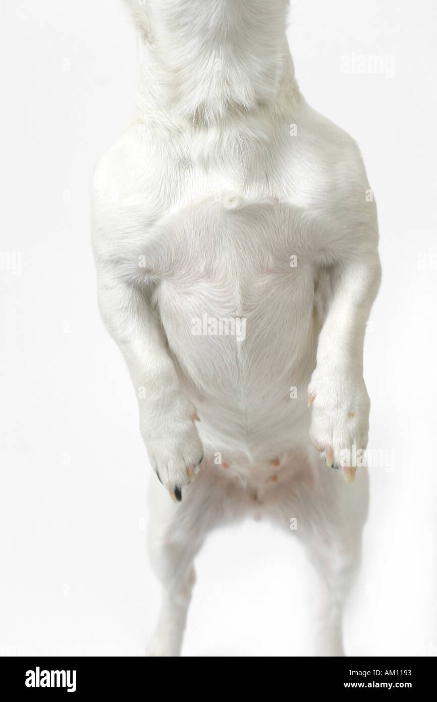 Chicken lookalike belly stomach no head body under feet standing on two ...