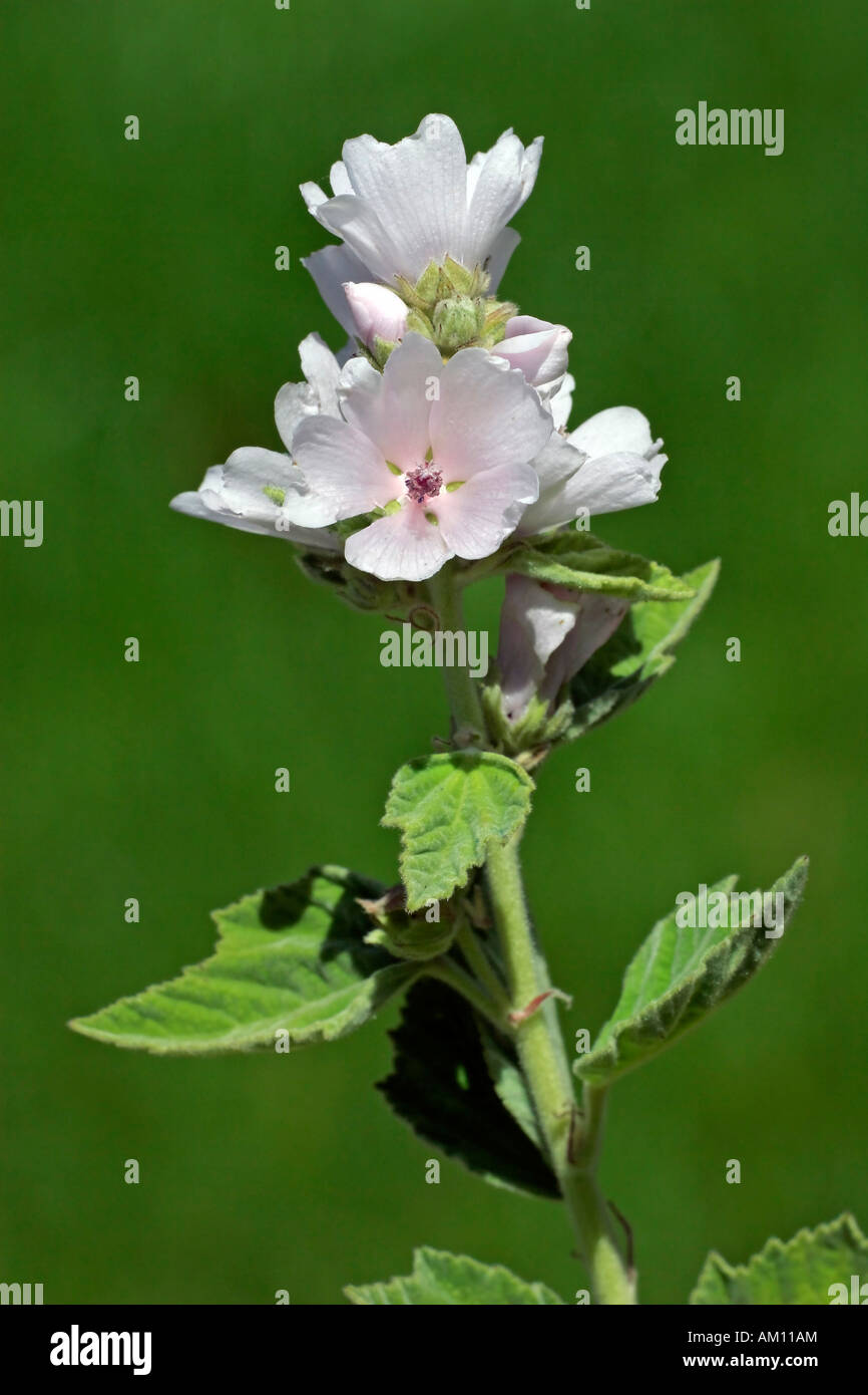 Flowering marsh mallow - white mallow - medicinal plant (Althaea ...