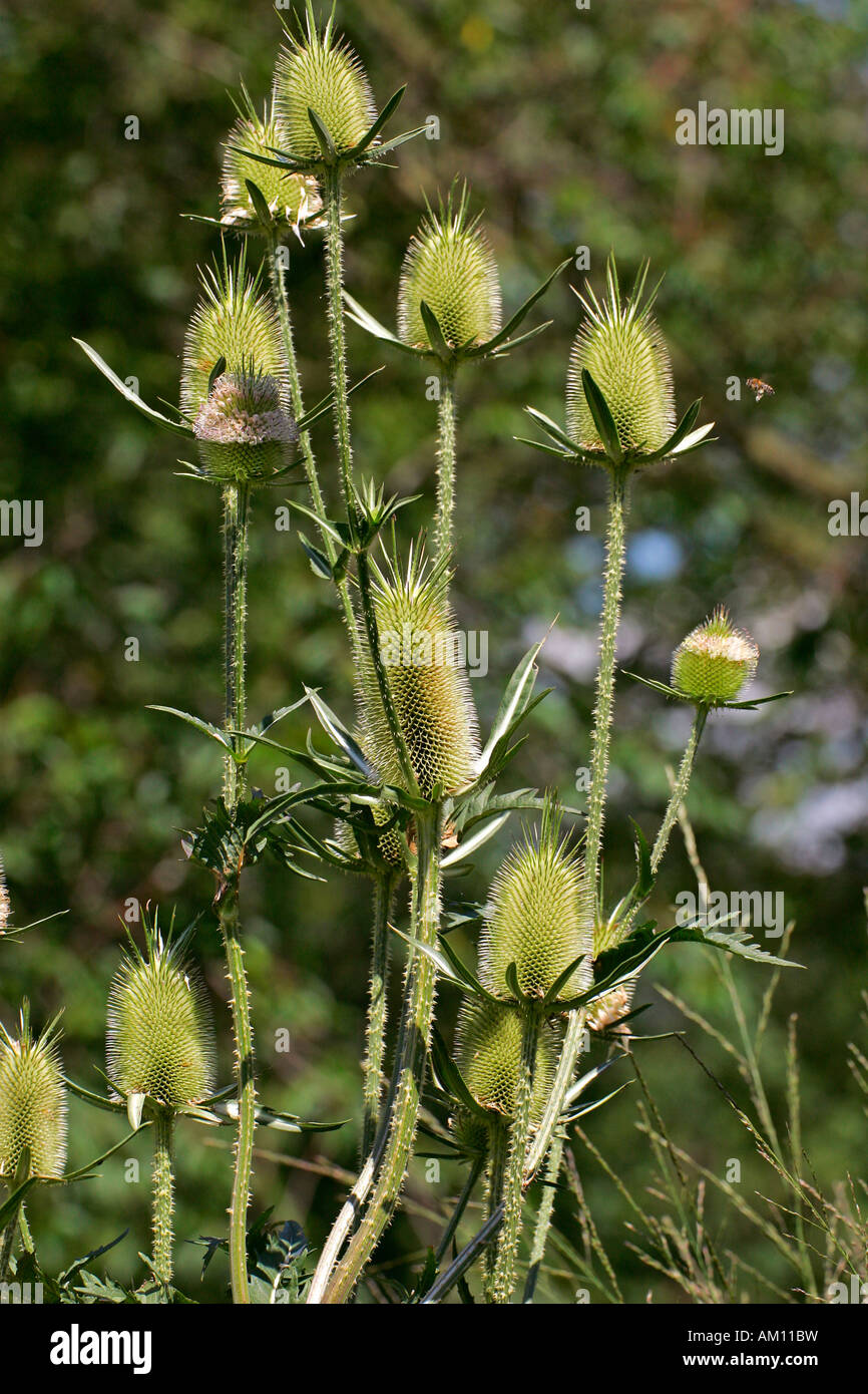 Common teasel (Dipsacus sylvestris) (Dipsacus fullonum Stock Photo - Alamy