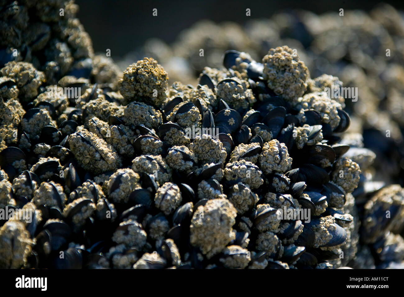 Muschelhaufen hi-res stock photography and images - Alamy