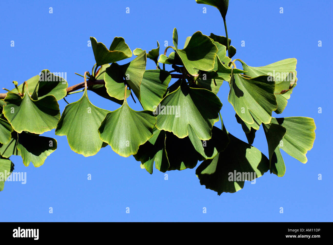 Ginkgo - maidenhair-tree - branch with leaves (Ginkgo biloba Stock ...