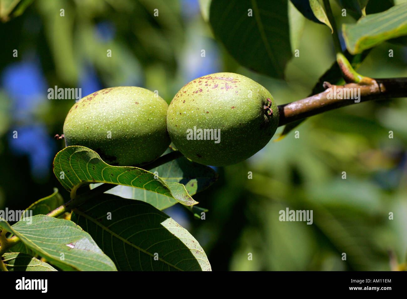 English walnut - persian walnut - nuts - fruits - walnut tree (Juglans ...