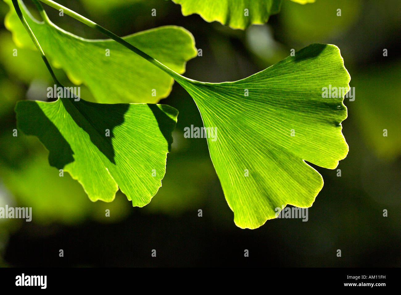 Ginkgo - maidenhair-tree - branch with leaves (Ginkgo biloba Stock ...