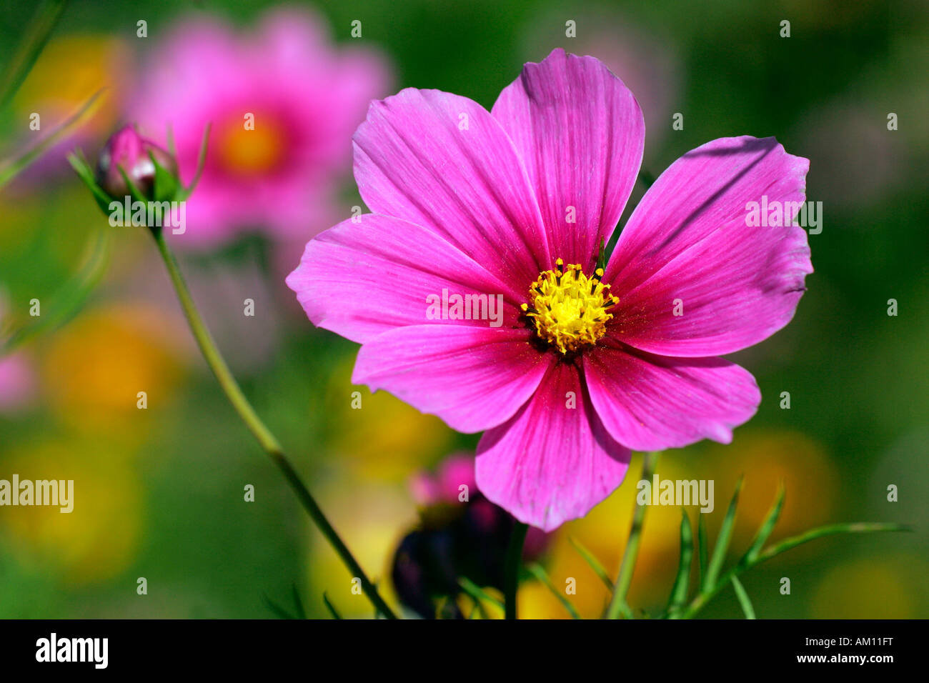 Flowering Mexican Aster - Garden Cosmos (Cosmos bipinnatus Stock Photo ...