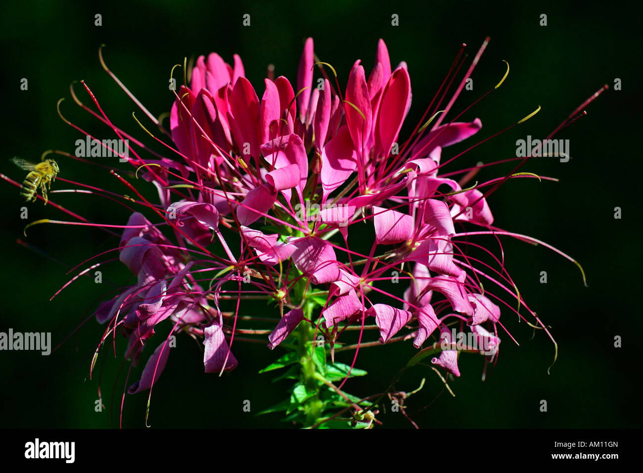Flowering spider flower (Cleome spinosa Stock Photo - Alamy