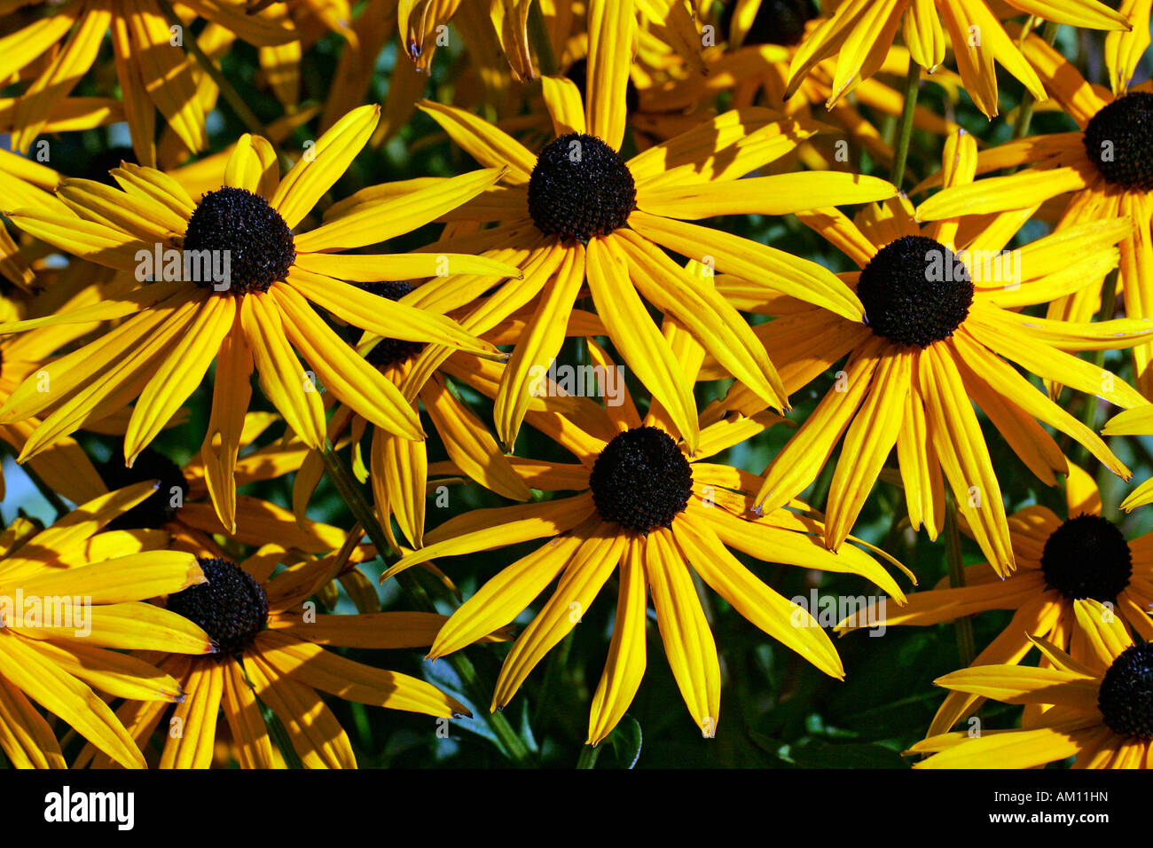 Flowering cone flower cultivar Goldsturm (Rudbeckia fulgida var ...