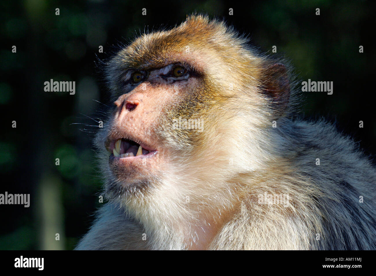 Barbary ape - barbary macaque - portrait (Macaca sylvanus Stock Photo ...